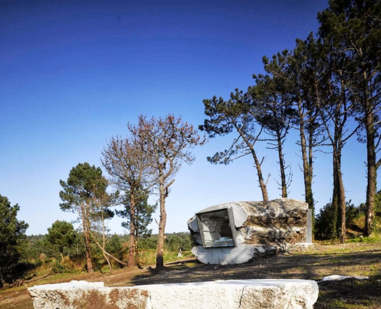 The Truffle: See How Paulina the Cow Created This Unusual House
